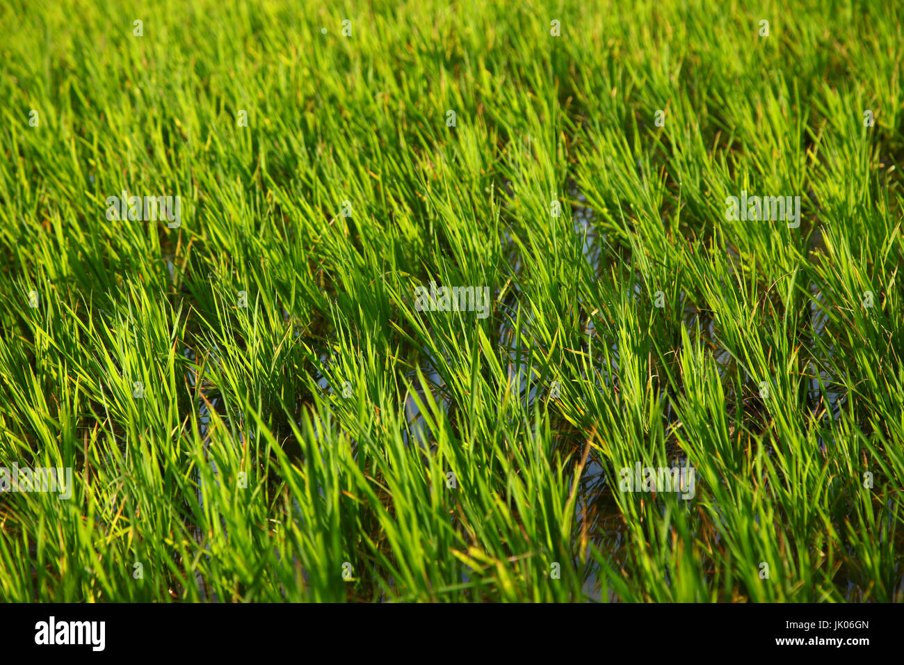 Rice field in indian villages of the maharashtra Stock Photo - Alamy