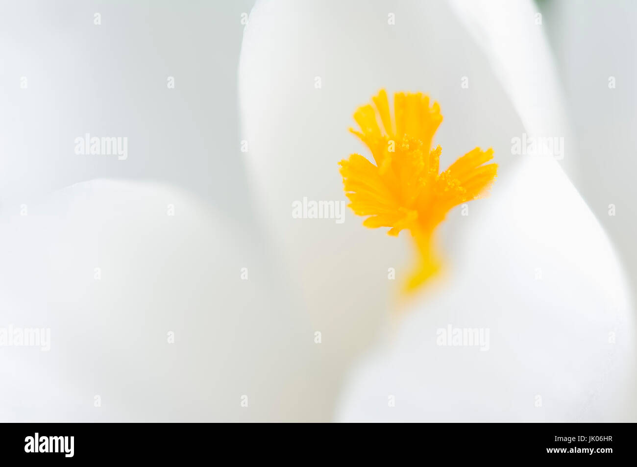 Crocus spec hi-res stock photography and images - Alamy