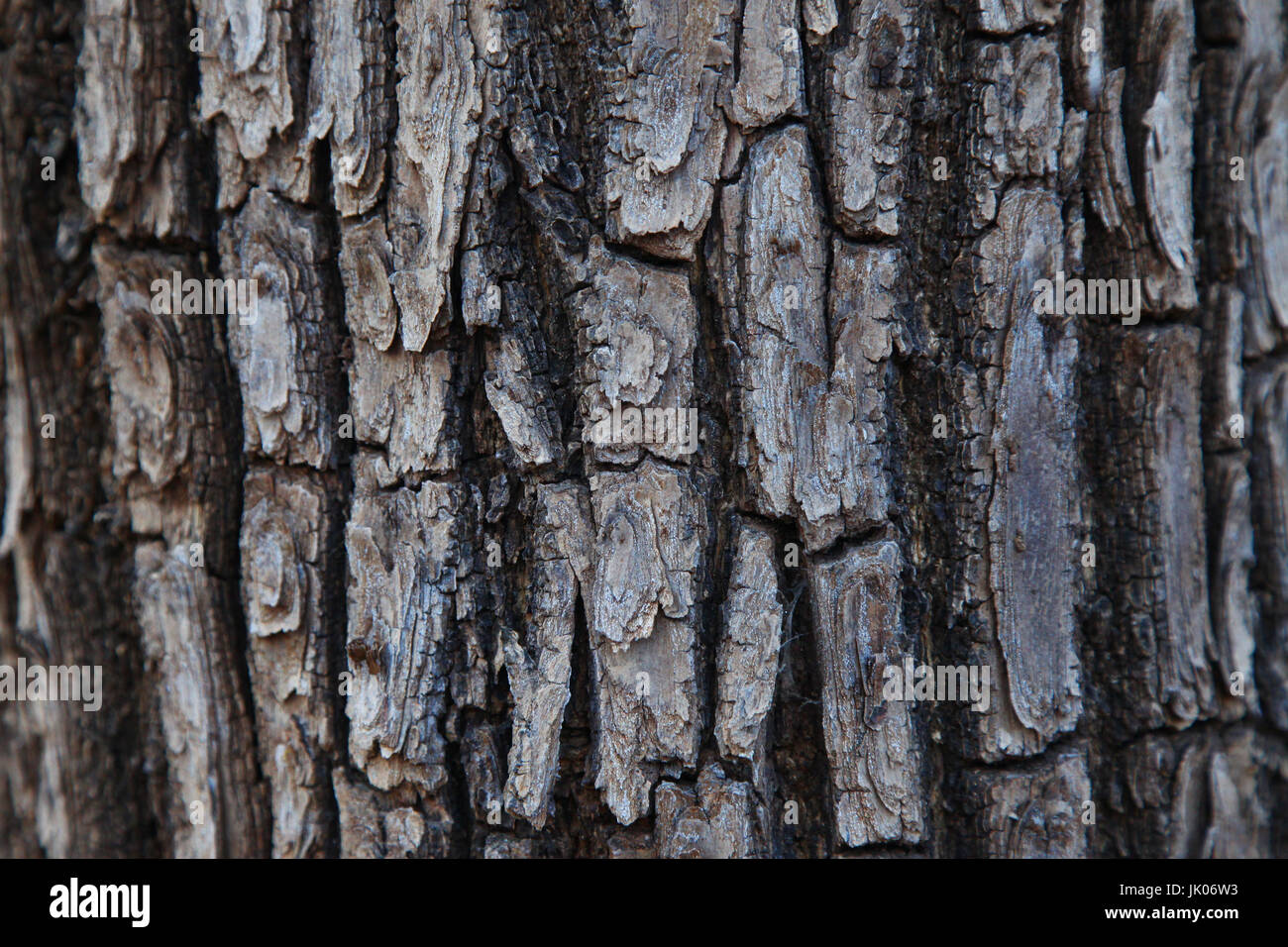 Tree bark texture in forest of indian Stock Photo - Alamy
