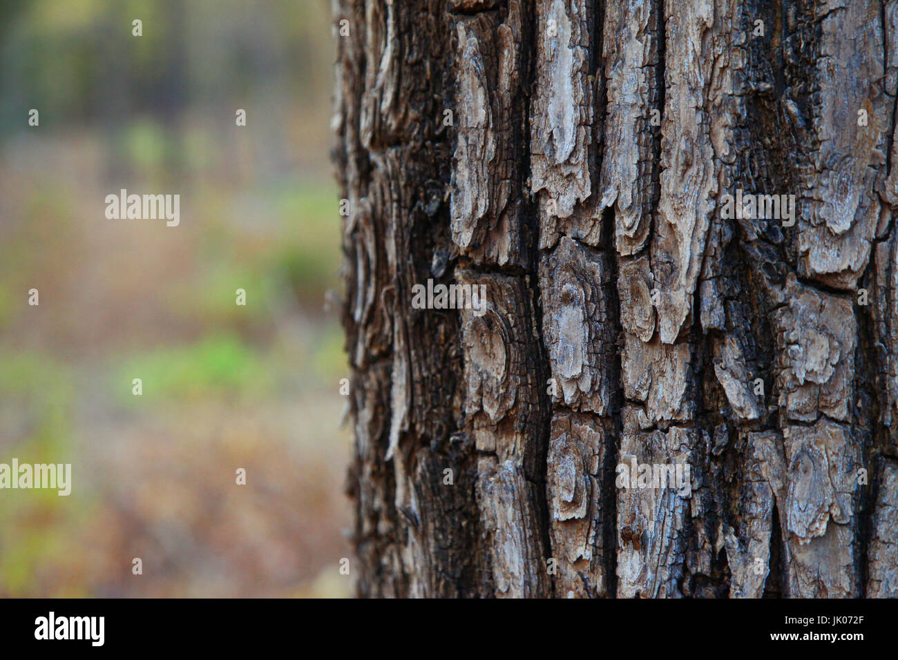 Tree bark texture in forest of indian Stock Photo - Alamy