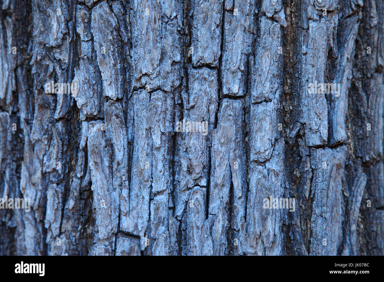 Tree bark texture in forest of indian Stock Photo - Alamy