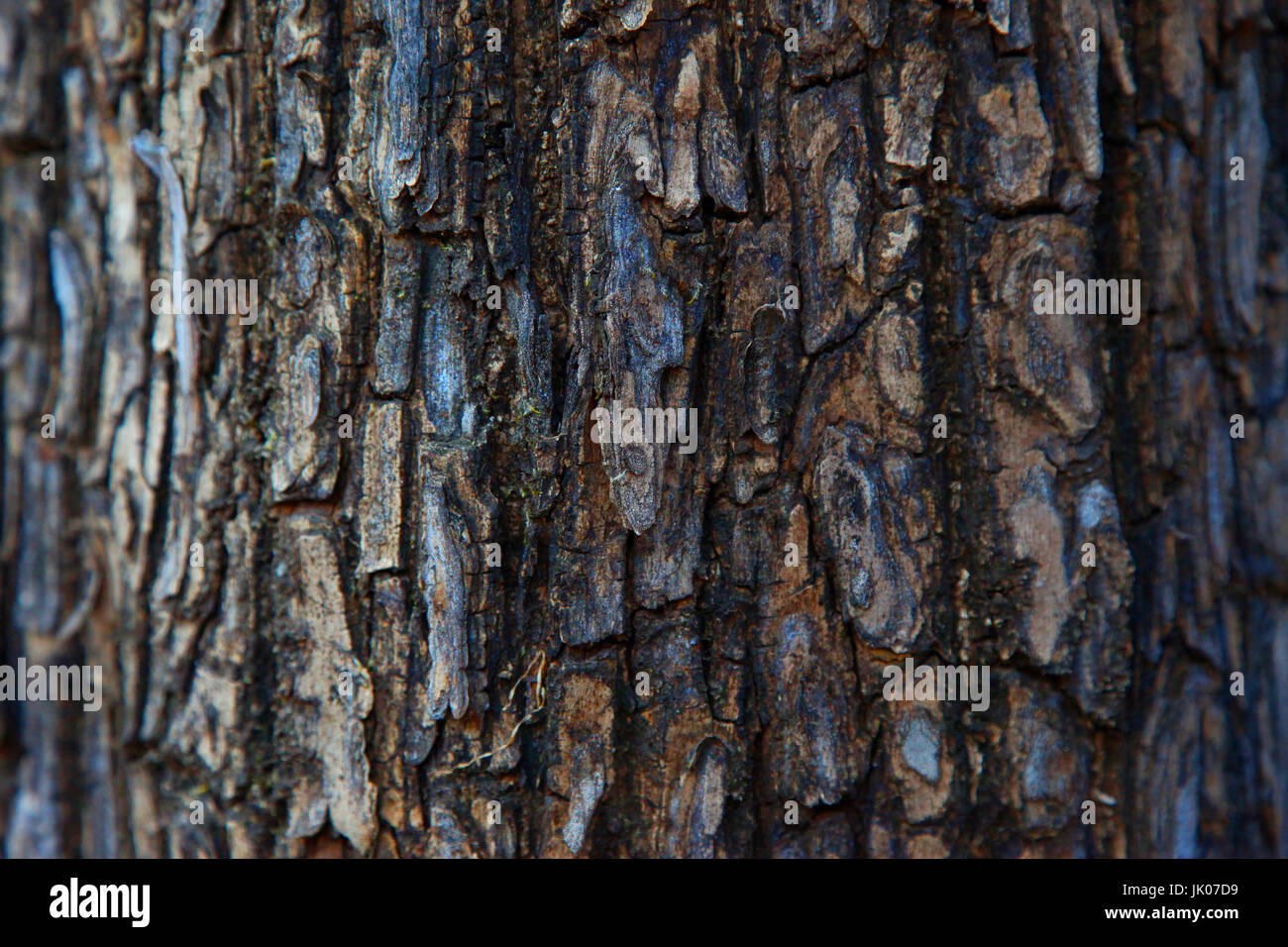 Tree bark texture in forest of indian Stock Photo - Alamy