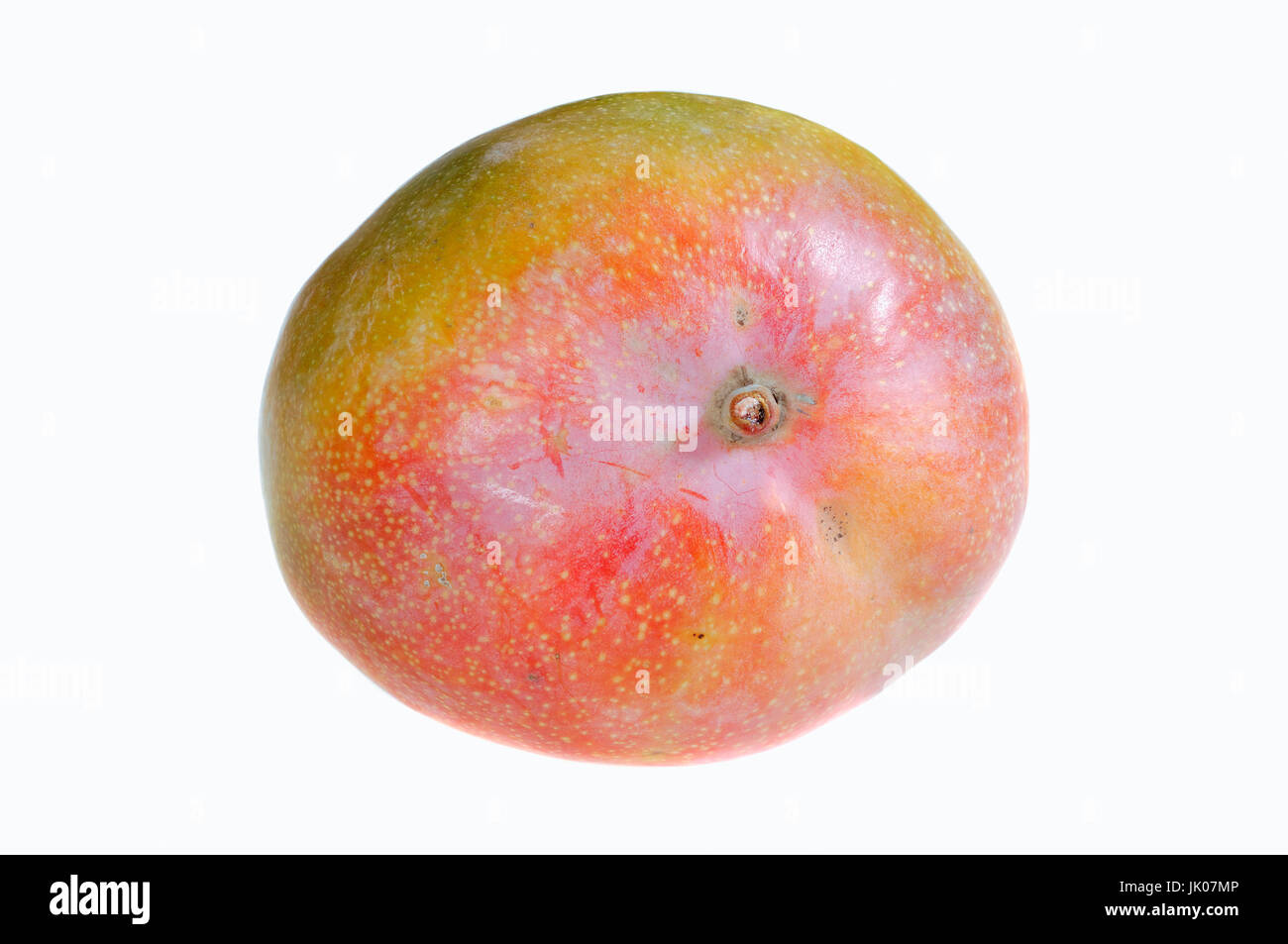 Mango, fruit / (Mangifera indica) | Mango, Frucht / (Mangifera indica ...