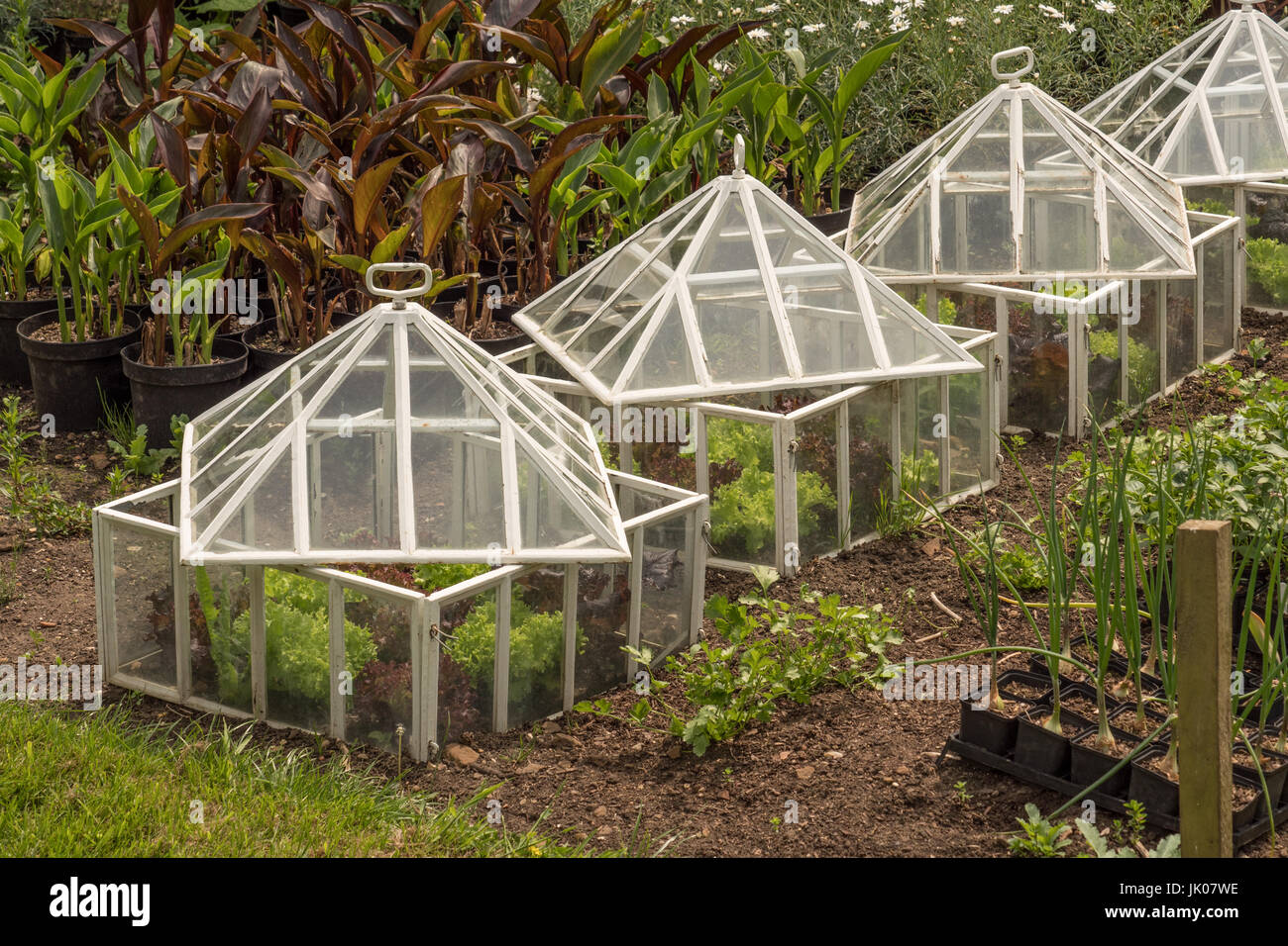 Stylish old glass garden cloches Stock Photo - Alamy