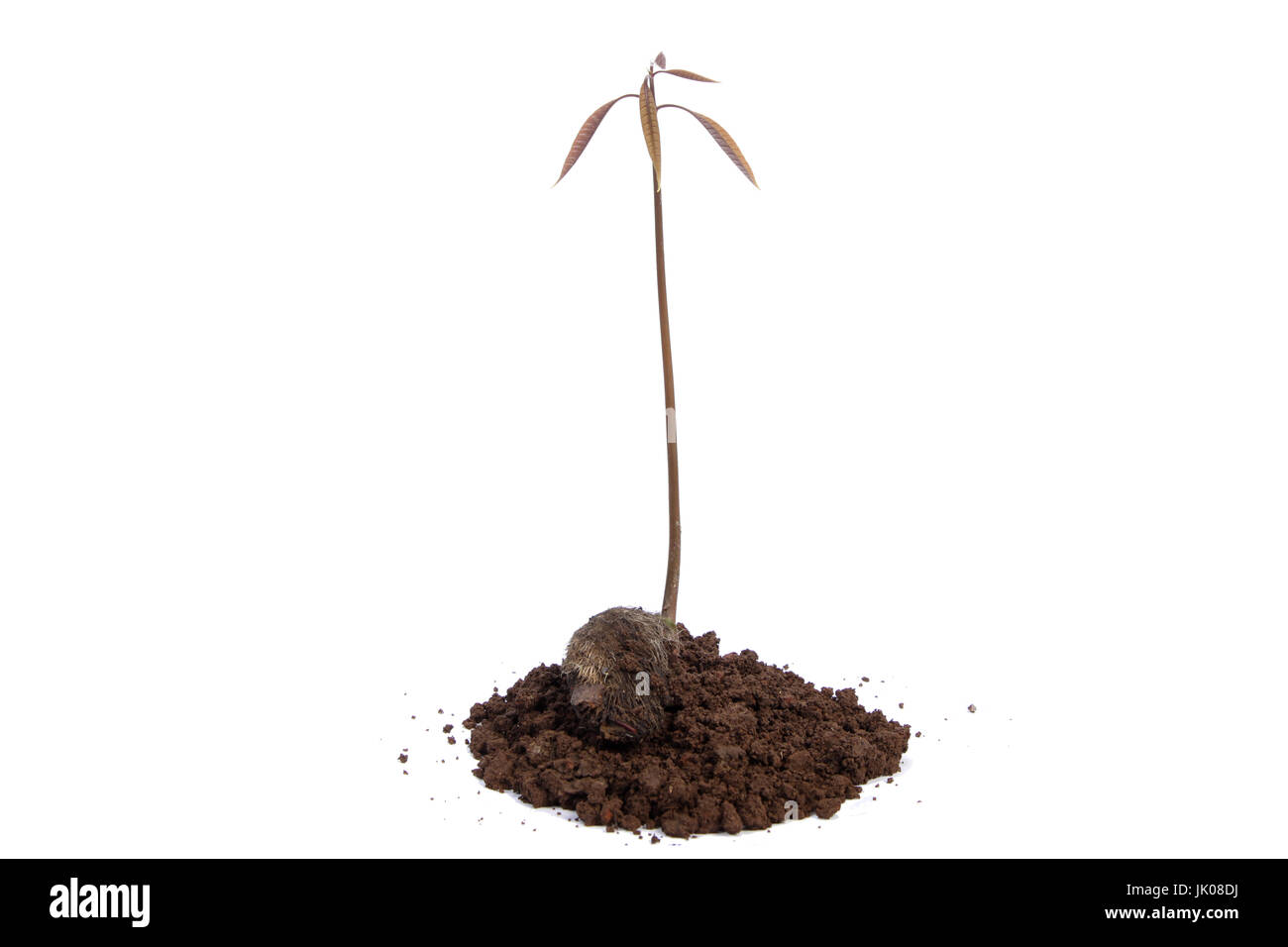 Mango seed hi-res stock photography and images - Alamy