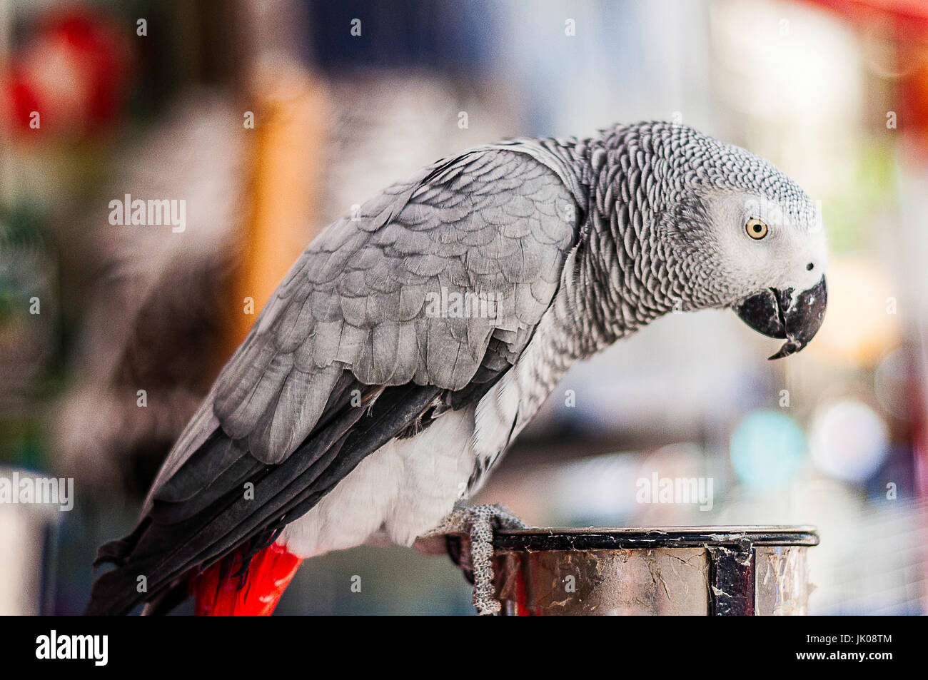 African grey parrot resting on a pole hi-res stock photography and ...