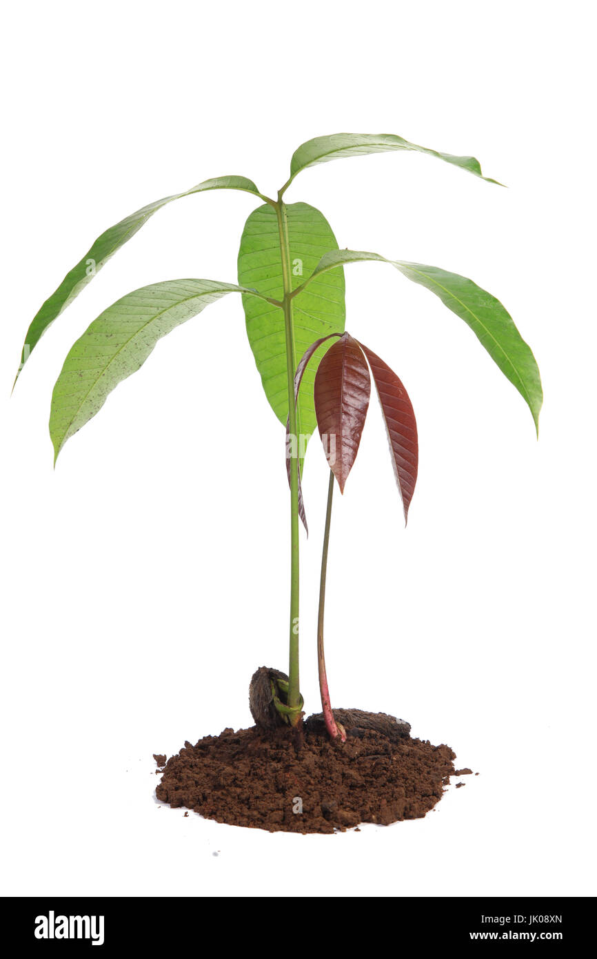 Growing sprout leaves one Cut Out Stock Images & Pictures - Alamy