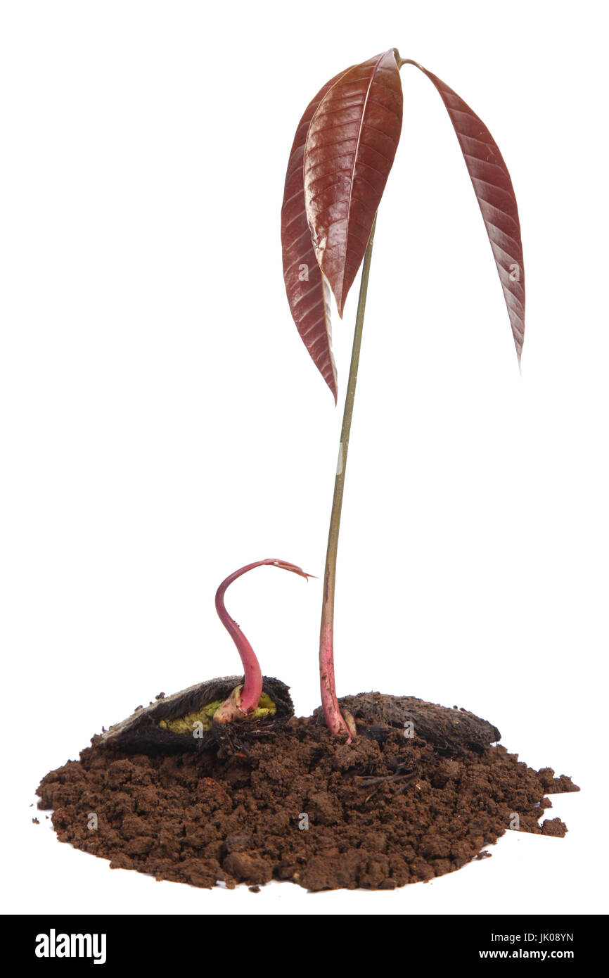 Growing sprout leaves one Cut Out Stock Images & Pictures - Alamy