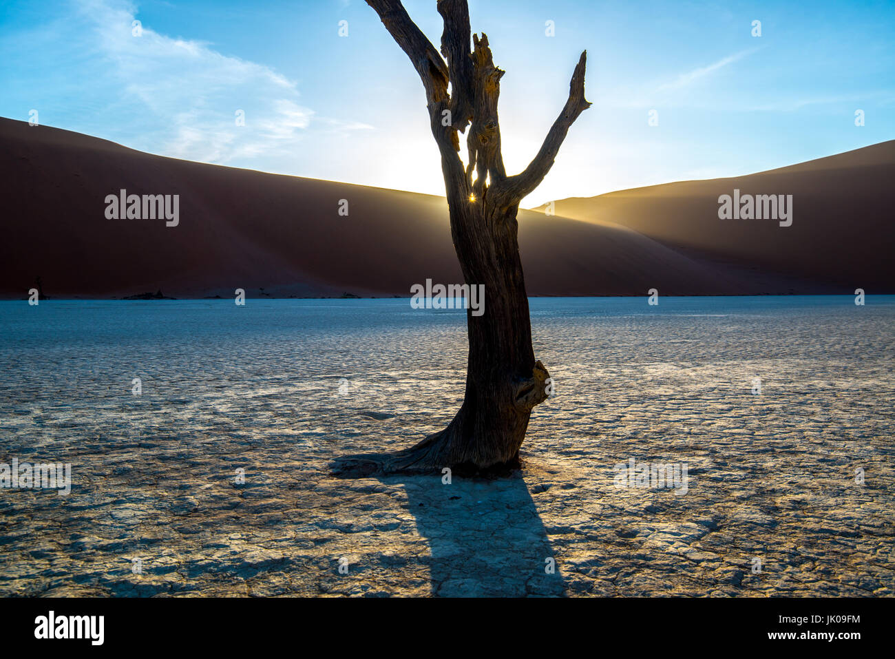 Sunlight bursting through the branches of a dead acacia tree trunk in ...