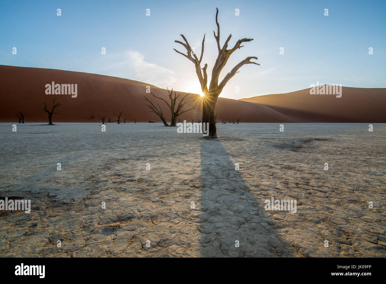 Sunlight bursting through the branches of a dead acacia tree trunk in ...