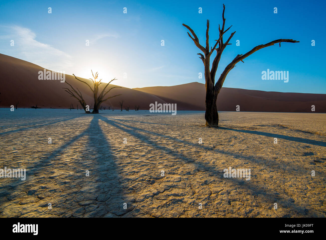 Sunlight bursting through the branches of a dead acacia tree trunk in ...