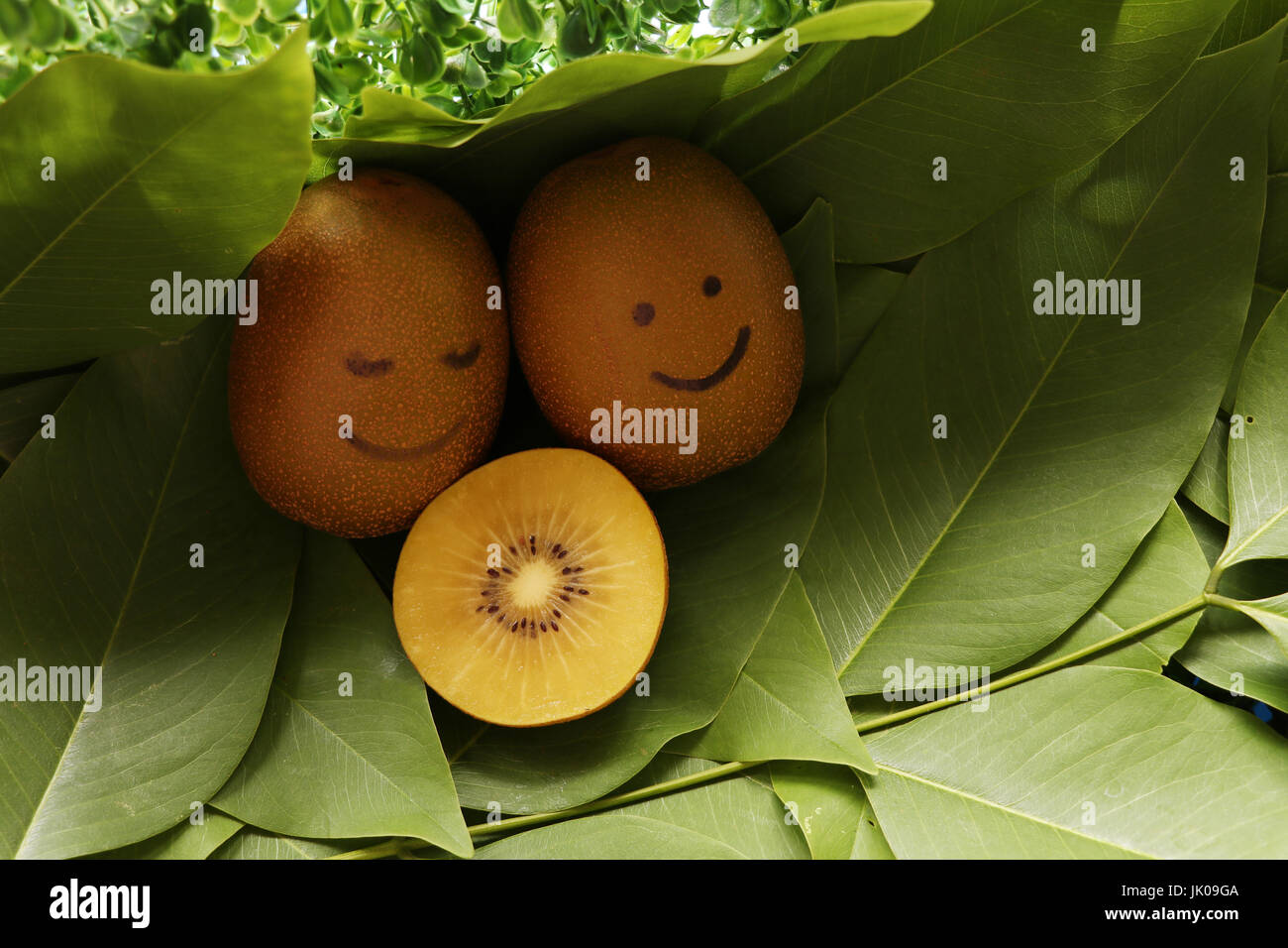 two happy kiwi fruit on leaves background,kiwifruit lover meaning,focus ...