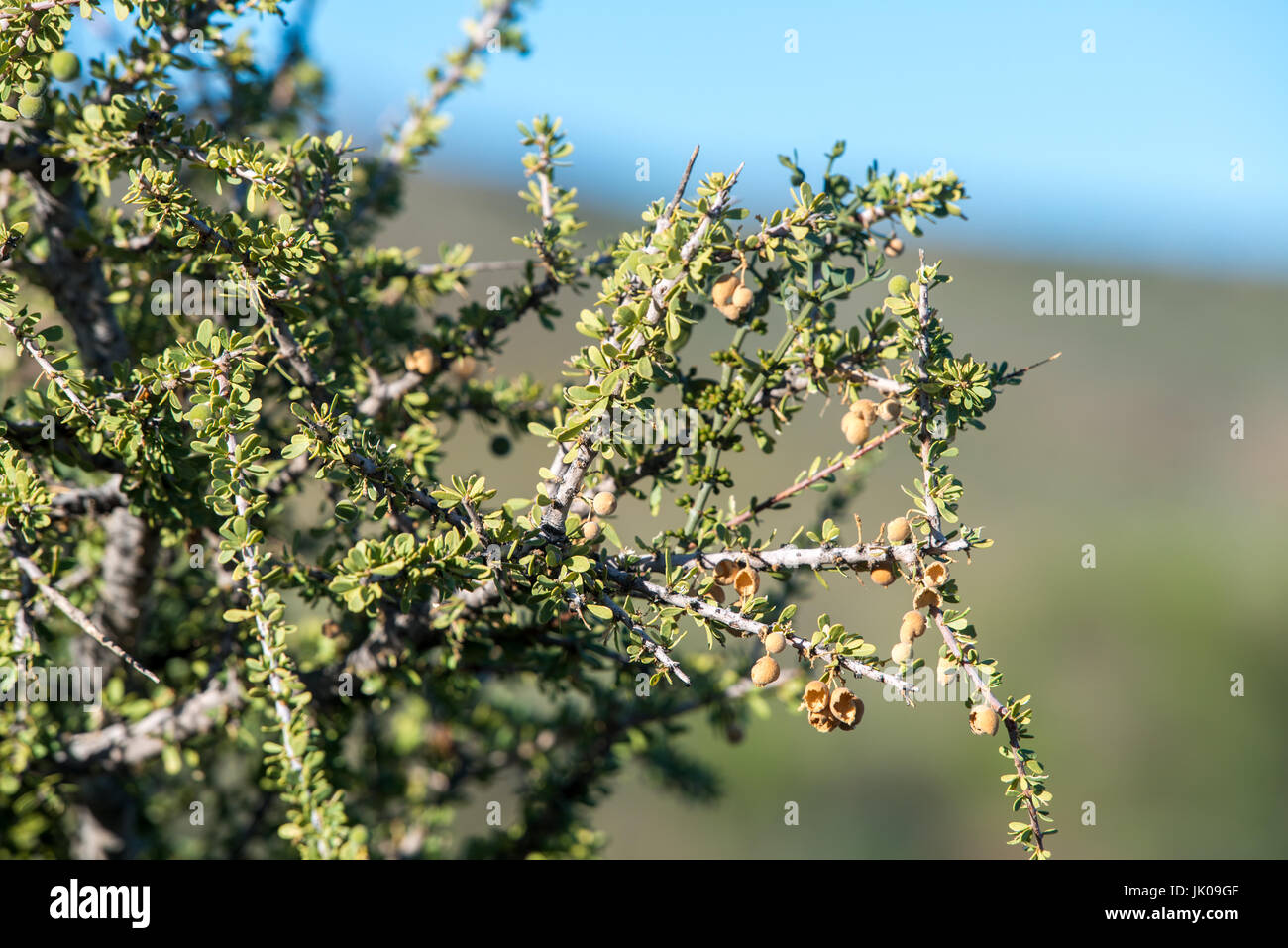 Native desert plant near Helmeringhausen, Namibia Stock Photo - Alamy
