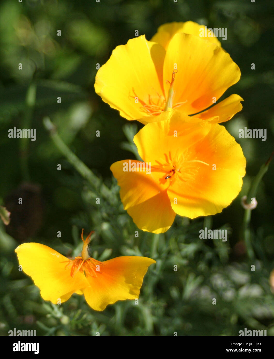 Yellow flowers lore hi-res stock photography and images - Alamy