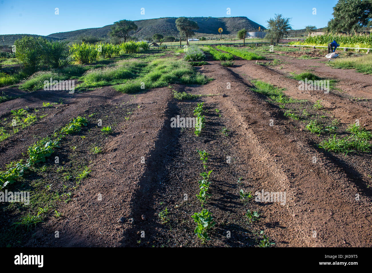 Crops growing on Dabis Guest Farm in Helmeringhausen, southern Namibia ...