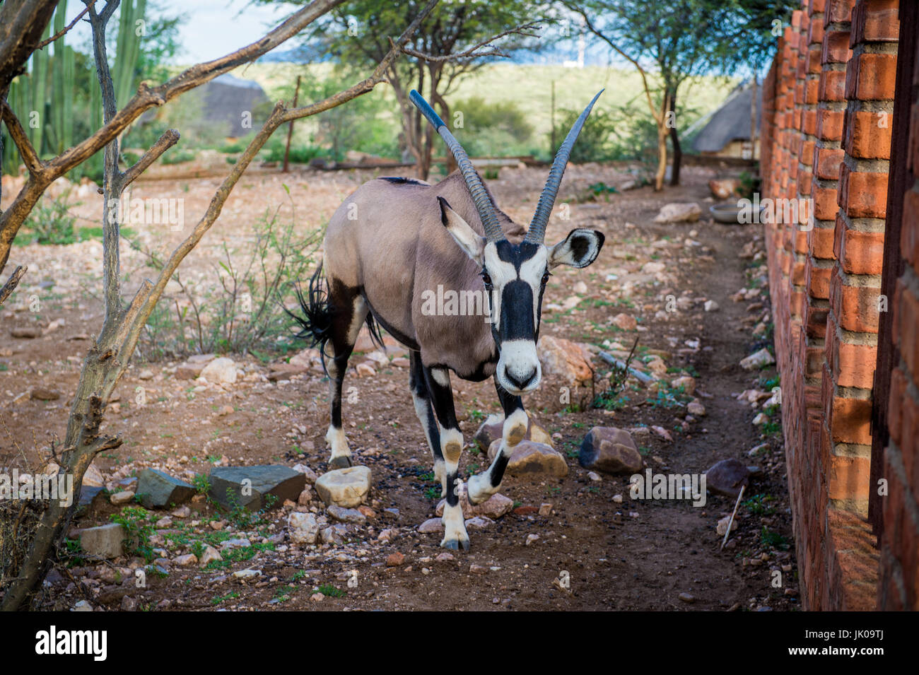 A gemsbok antelope walking through its habitat on Dabis Guest Farm in ...