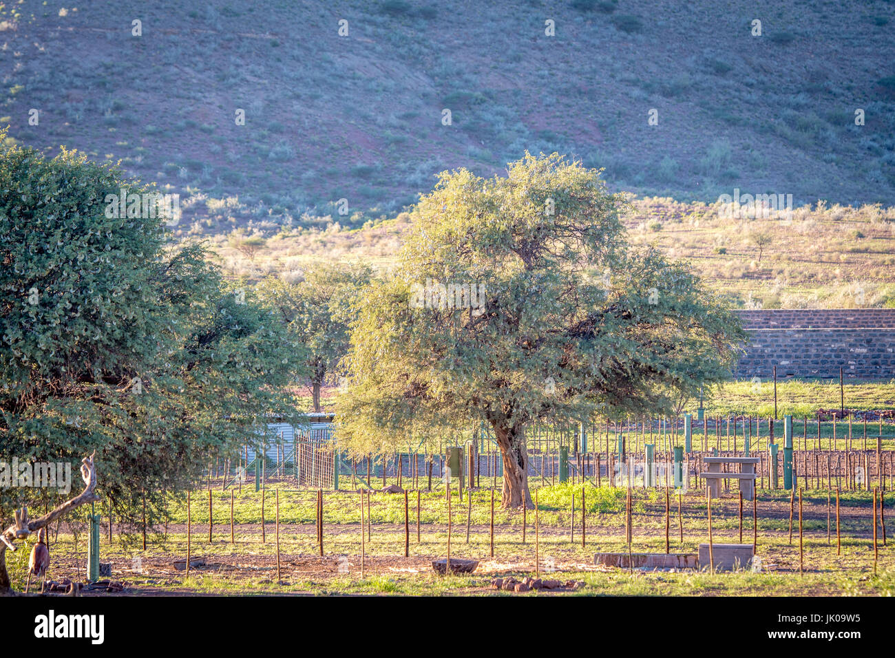 Trees and crops growing on farmland at the Dabis Guest Farm in ...