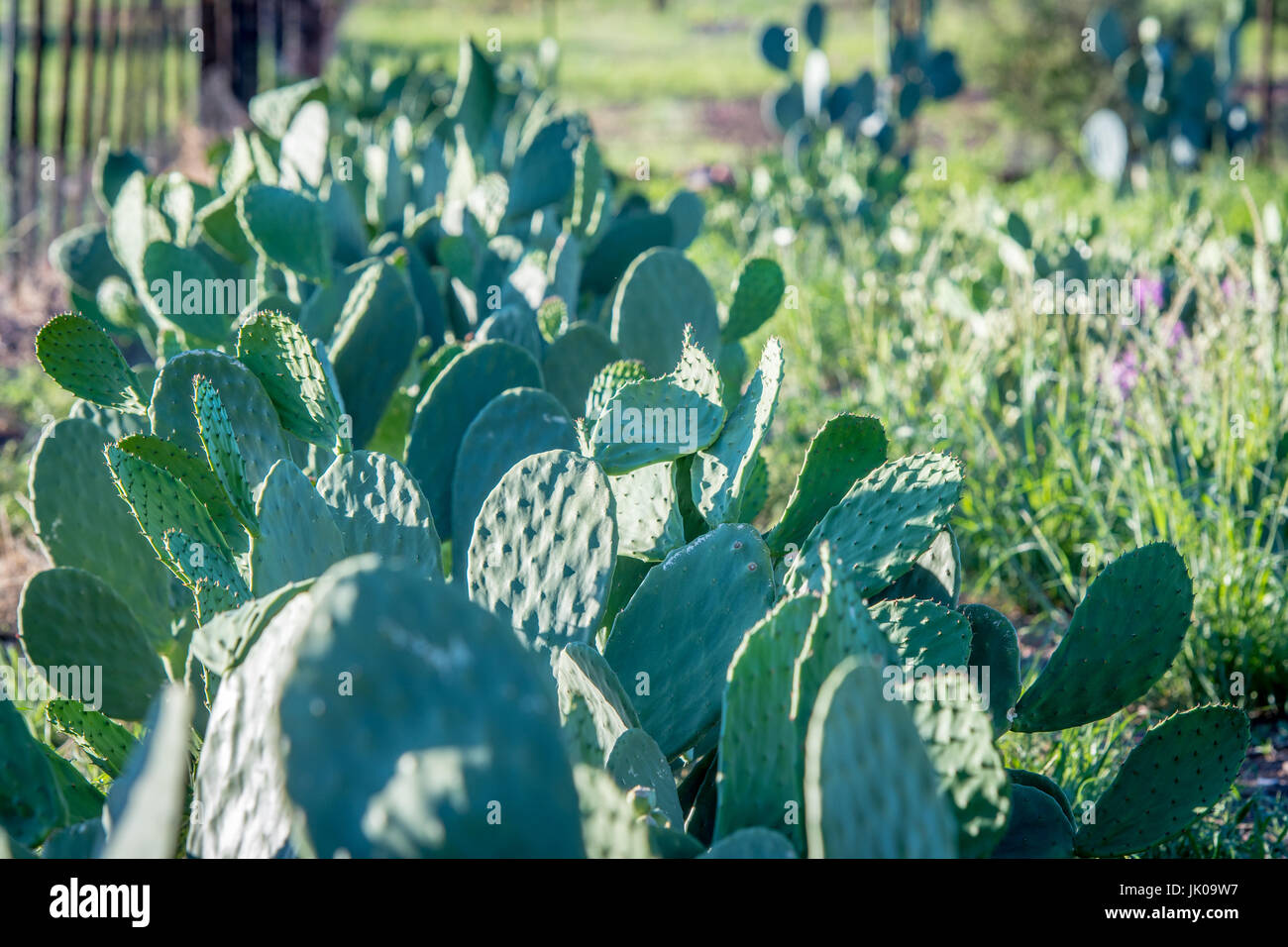 Cacti plants hi-res stock photography and images - Alamy