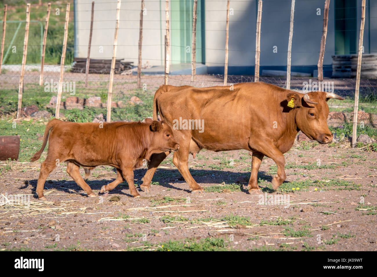 Leading steer hi-res stock photography and images - Alamy