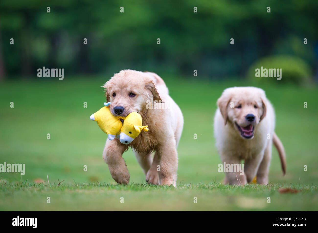 Cute Golden Retriever puppy Stock Photo - Alamy