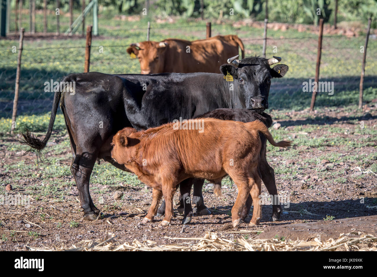 Cattle farming namibia hi-res stock photography and images - Alamy