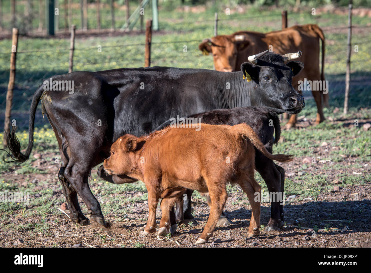 Cattle Farming Namibia High Resolution Stock Photography and Images - Alamy