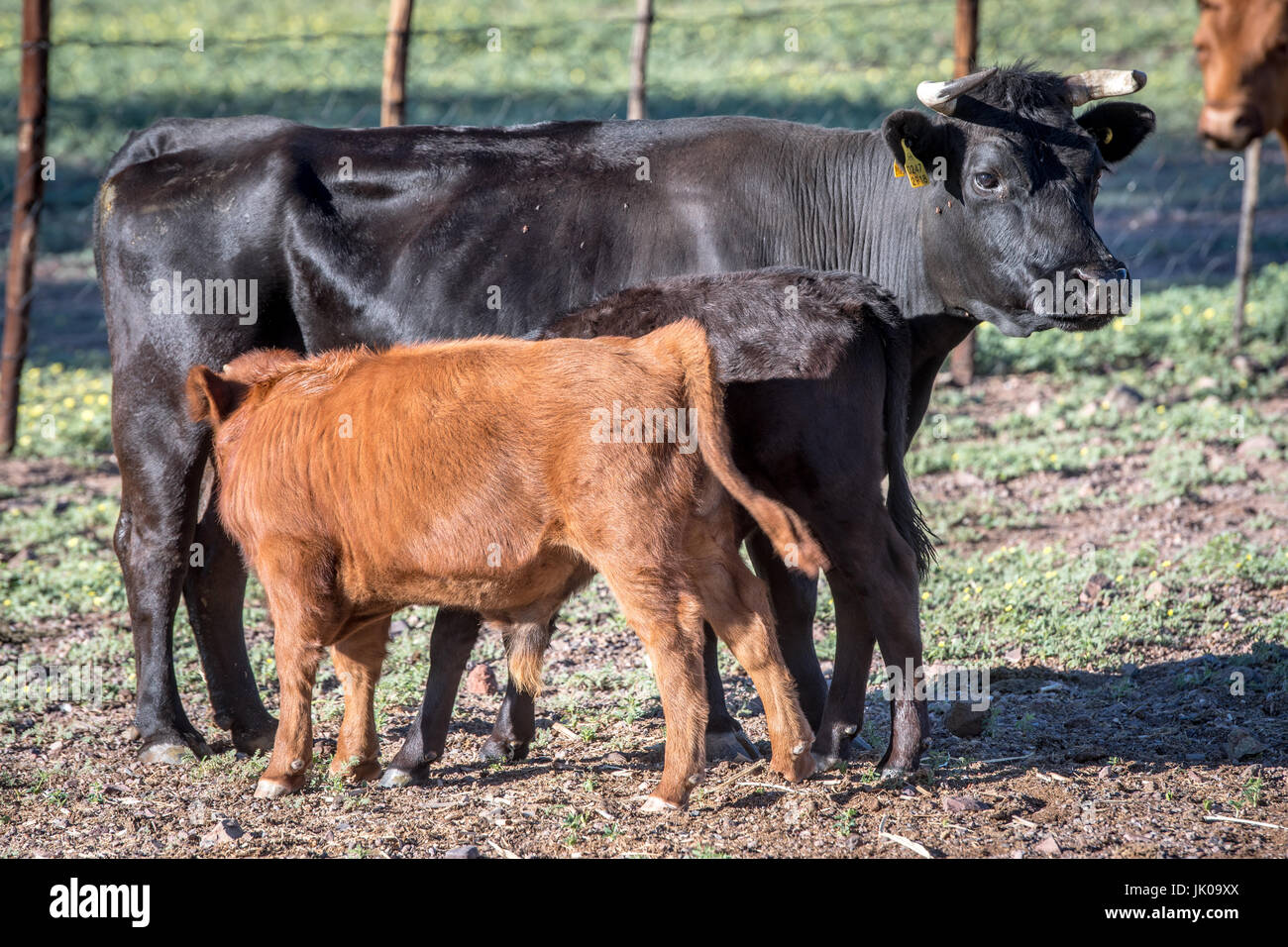 Cattle farming namibia hi-res stock photography and images - Alamy