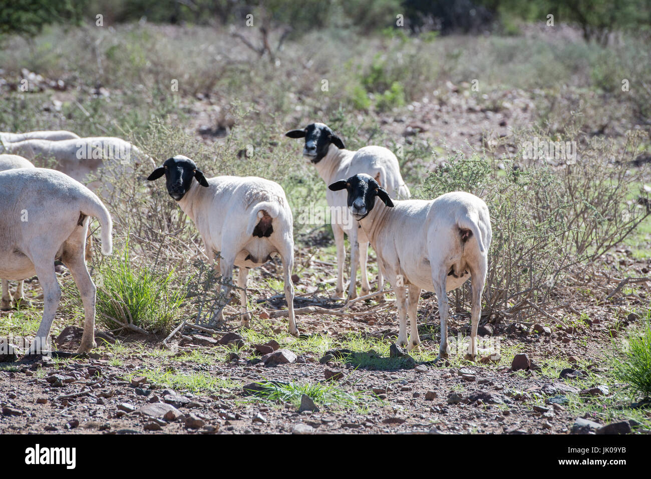 Sheep are grazing in the grasslands of Dabis Guest Farm, located in ...