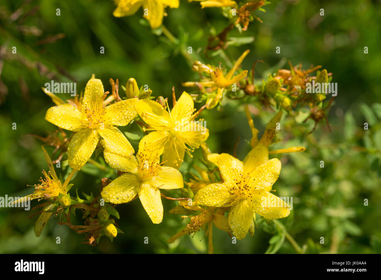 Closeup to St. John's wort flowers selective focus Stock Photo - Alamy