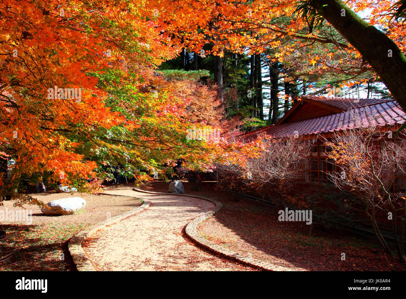Taiwan red maple hi-res stock photography and images - Alamy