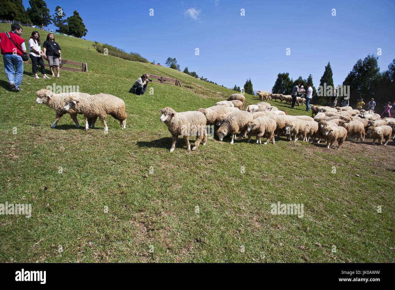 Sheep grazing cingjing farm taiwan hi-res stock photography and images ...