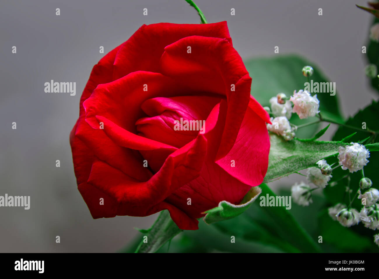 Red rose flower head with leaves and white flowers Stock Photo - Alamy