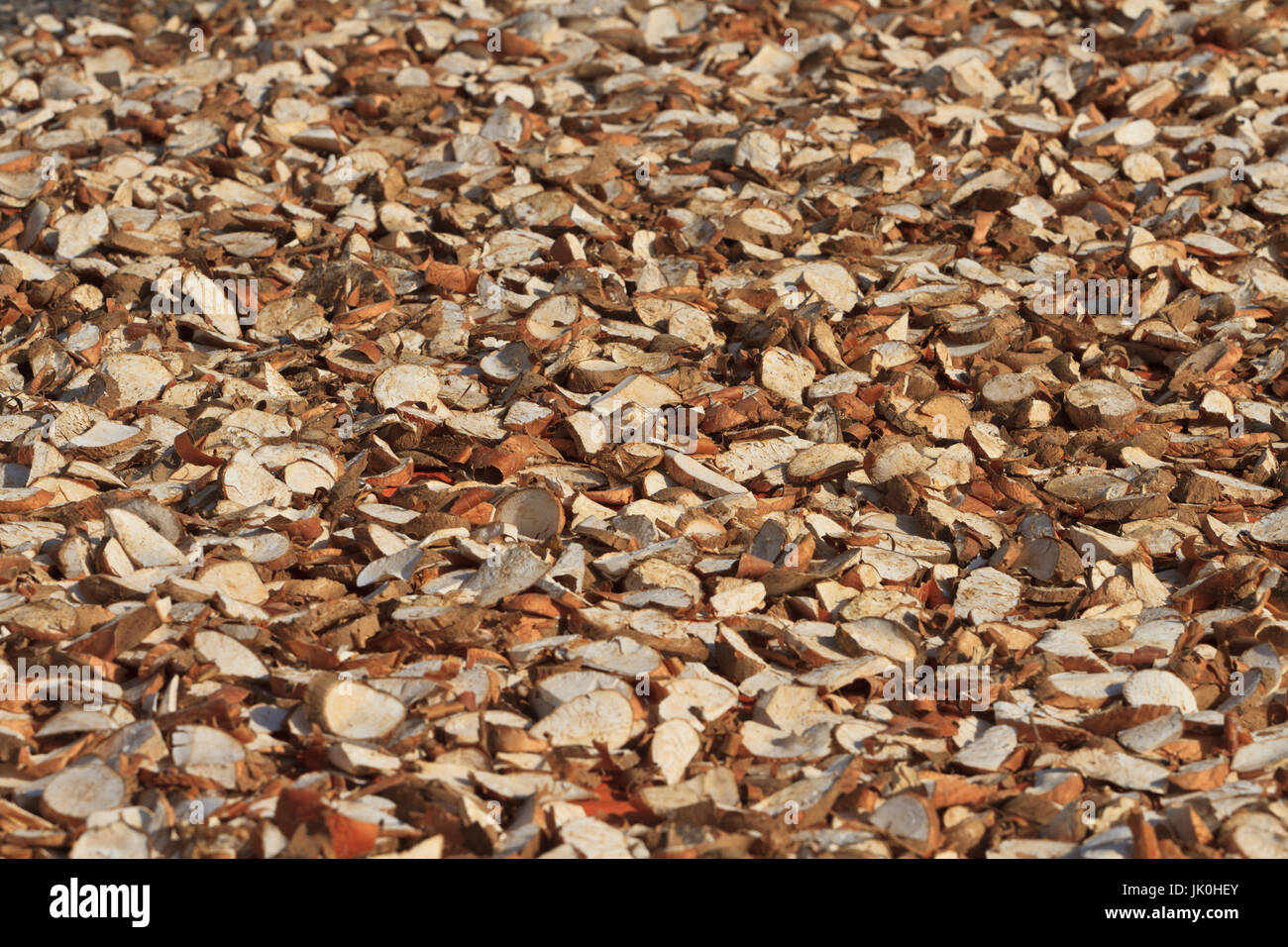 Manioc root is drying under sunlight in Mekong delta, Vietnam. Cassava ...
