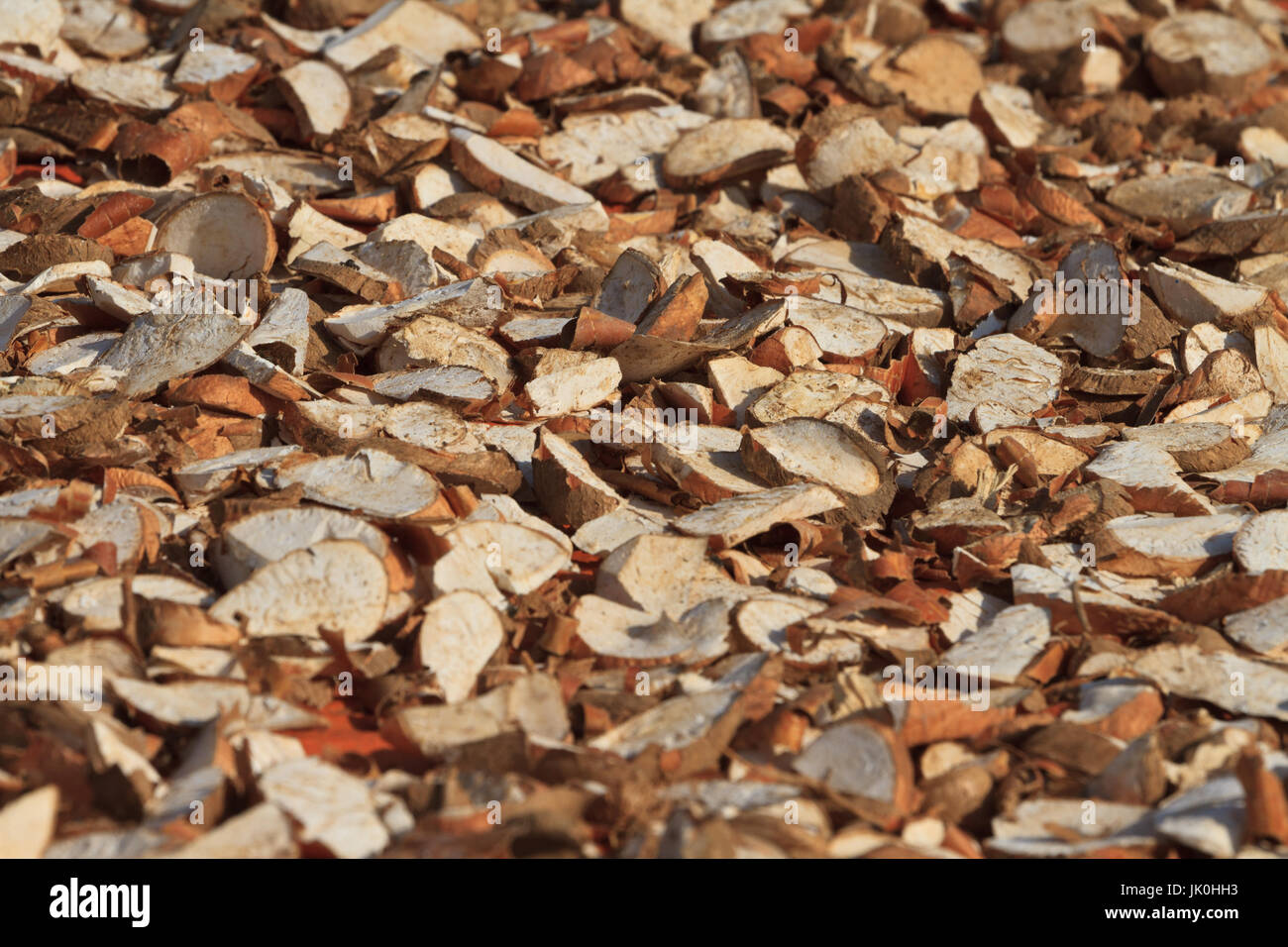 Manioc root is drying under sunlight in Mekong delta, Vietnam. Cassava ...