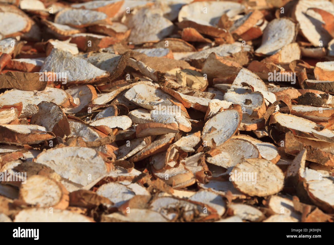 Manioc root is drying under sunlight in Mekong delta, Vietnam. Cassava ...
