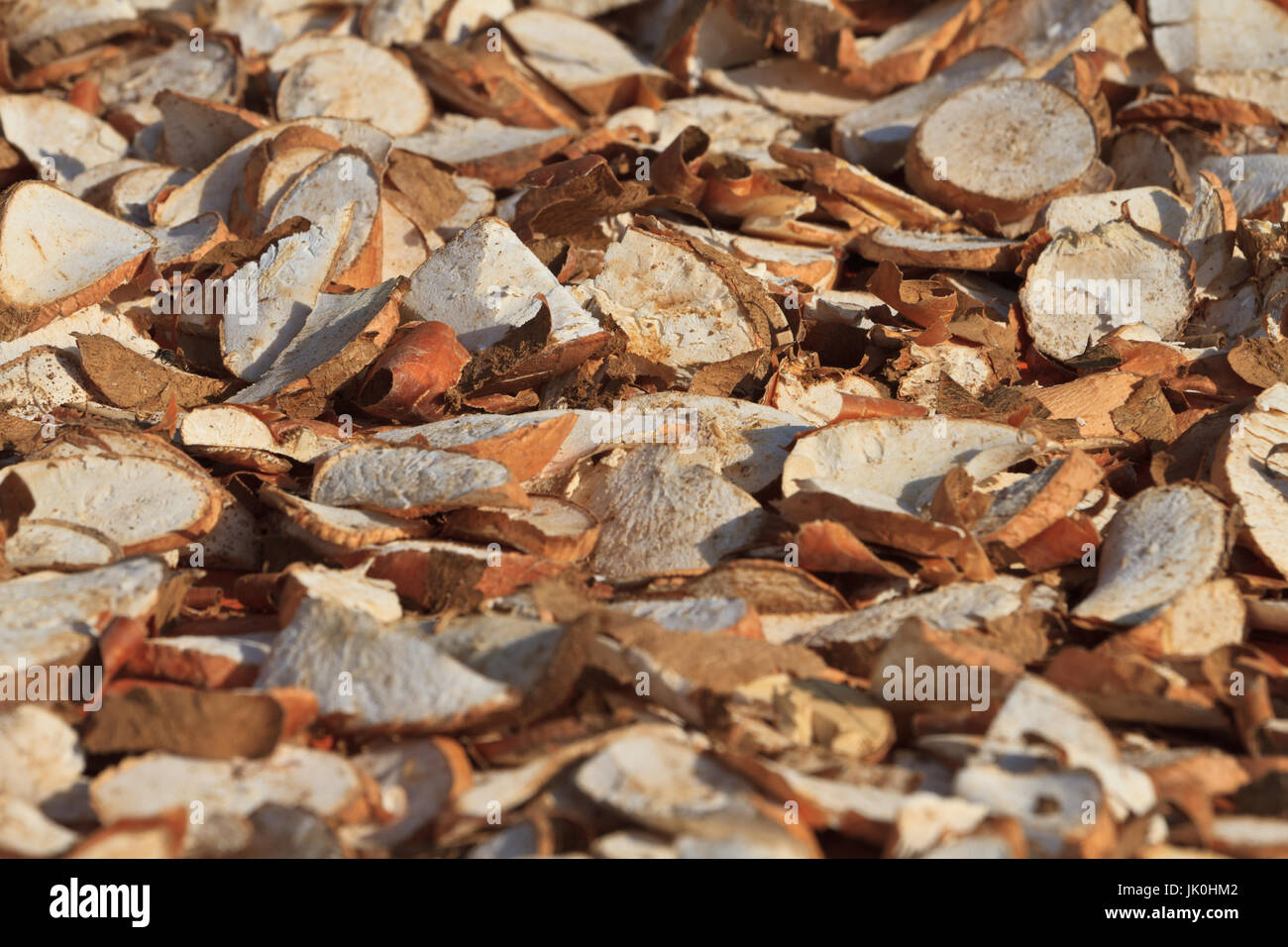 Manioc root is drying under sunlight in Mekong delta, Vietnam. Cassava ...