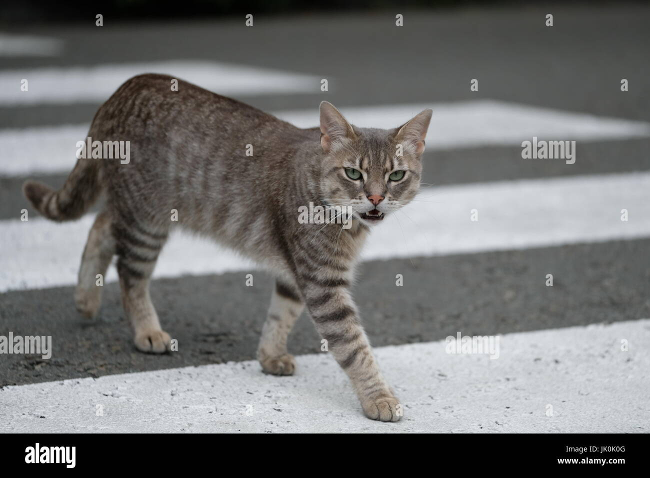 Cat crossing the road on a zebra crossing Stock Photo - Alamy