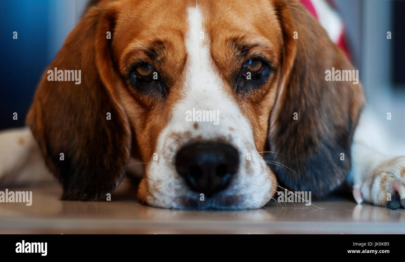Beagle lying on the floor staring at a camera Stock Photo - Alamy