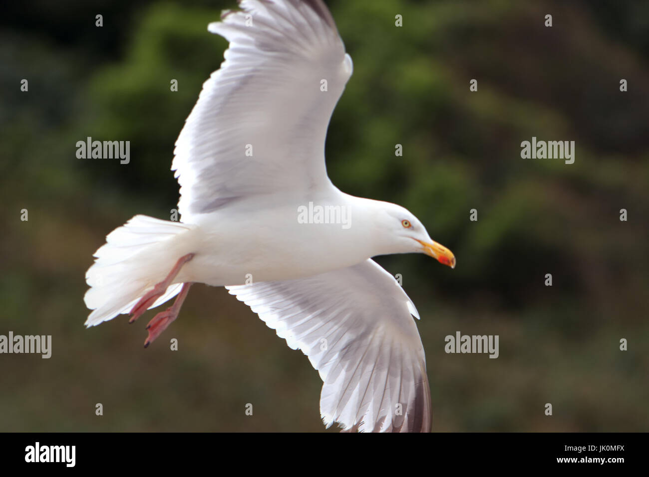 Seagull soaring over the harbour at Port Isaac, Cornwall Stock Photo ...