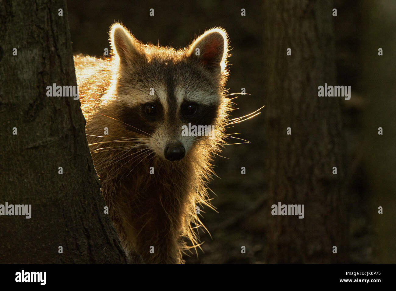 Standing raccoon hi-res stock photography and images - Alamy