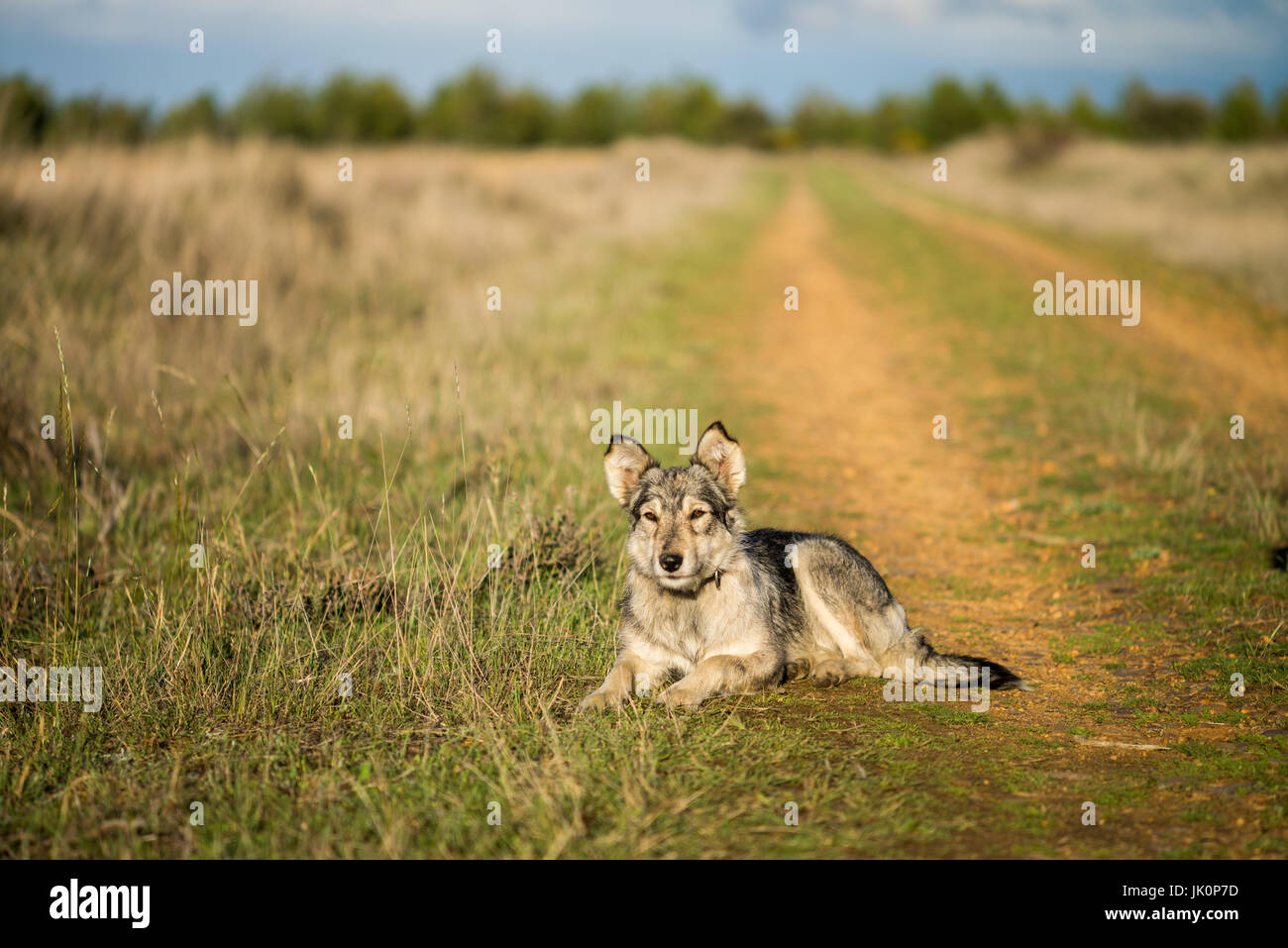 sheepdog near of the Santa Catalina de Somoza, Province Leon, Spain ...