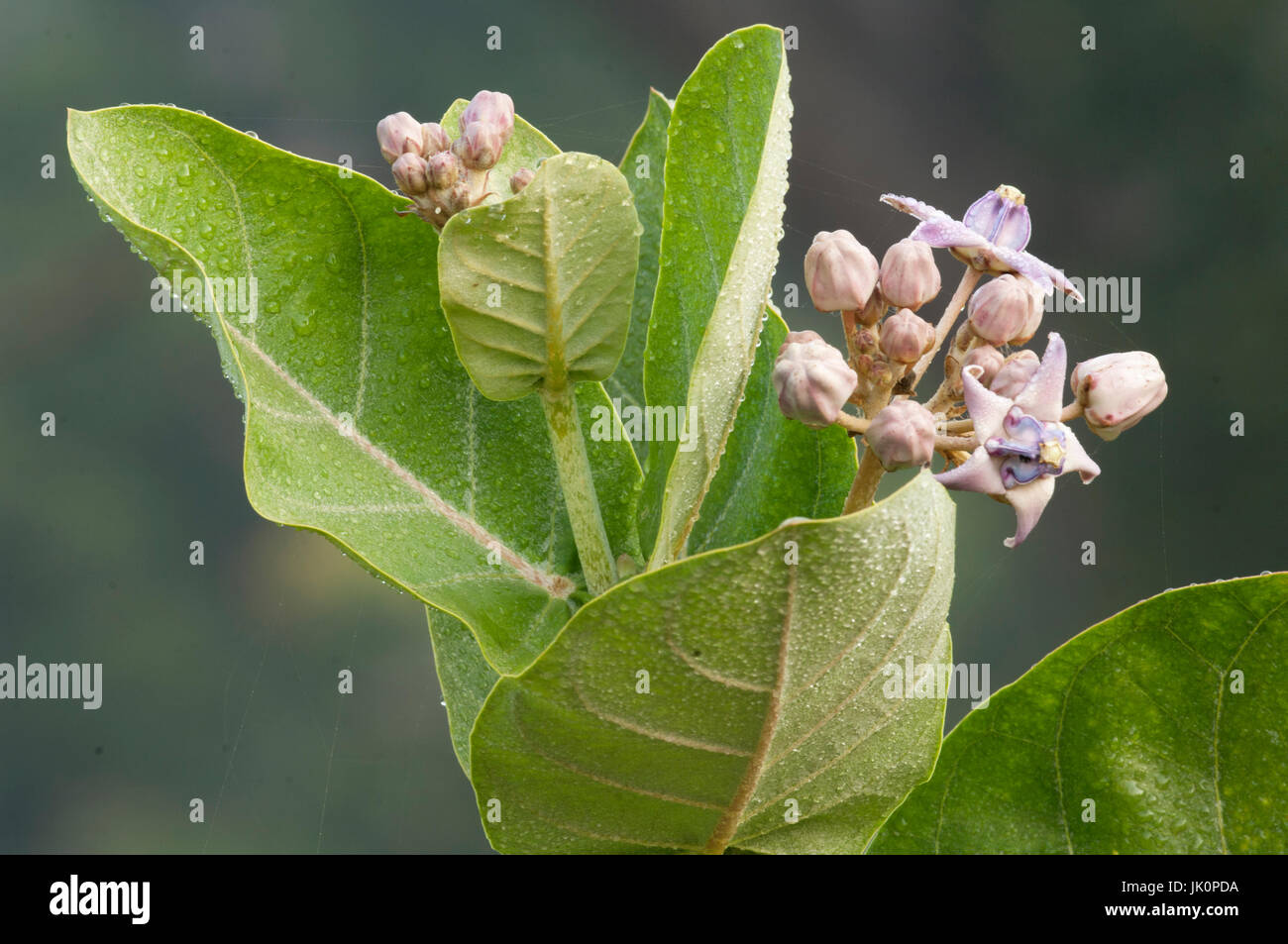 Calotropis is a genus of flowering plants in the dogbane family ...