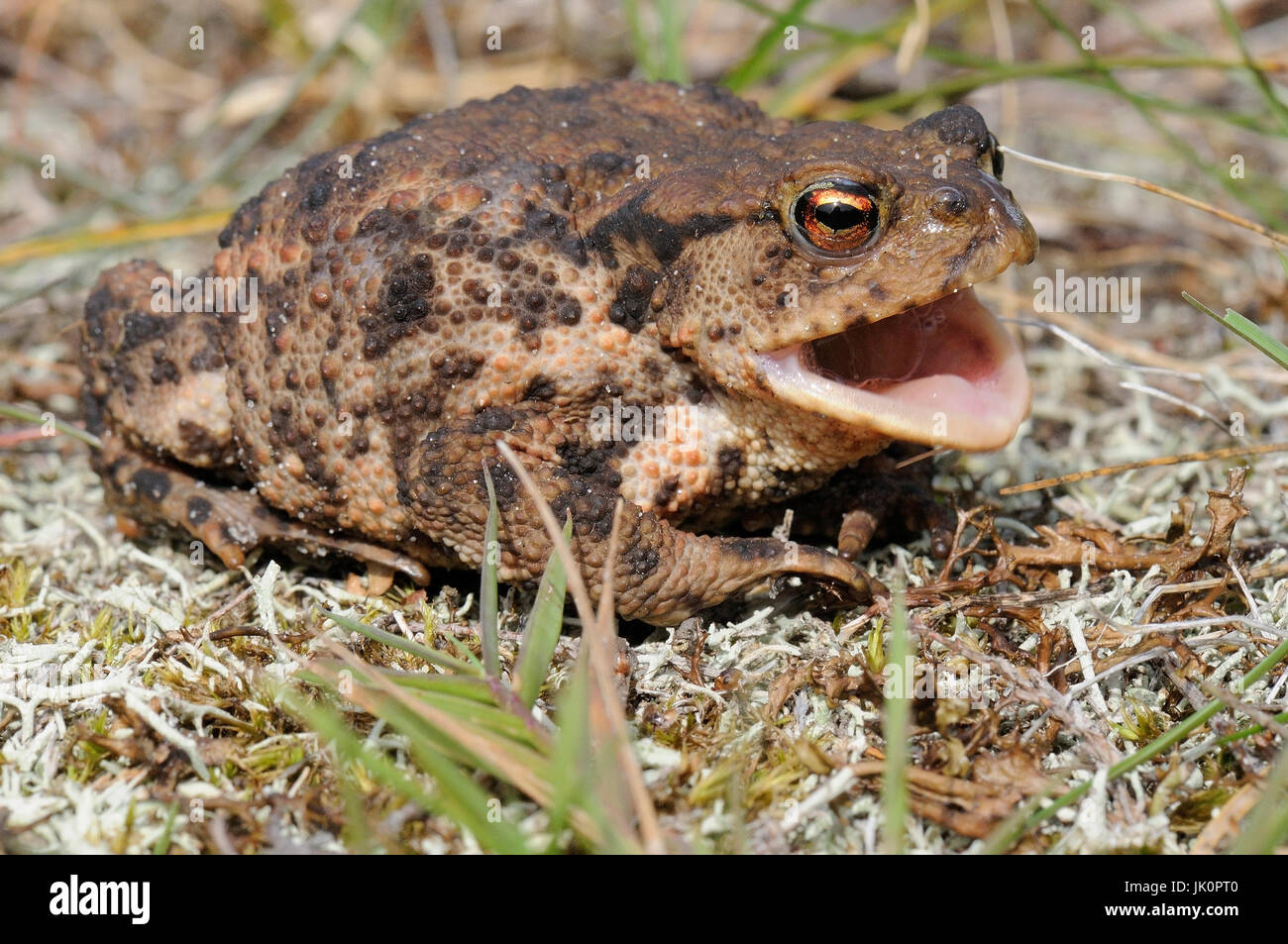 Earth toad hi-res stock photography and images - Alamy