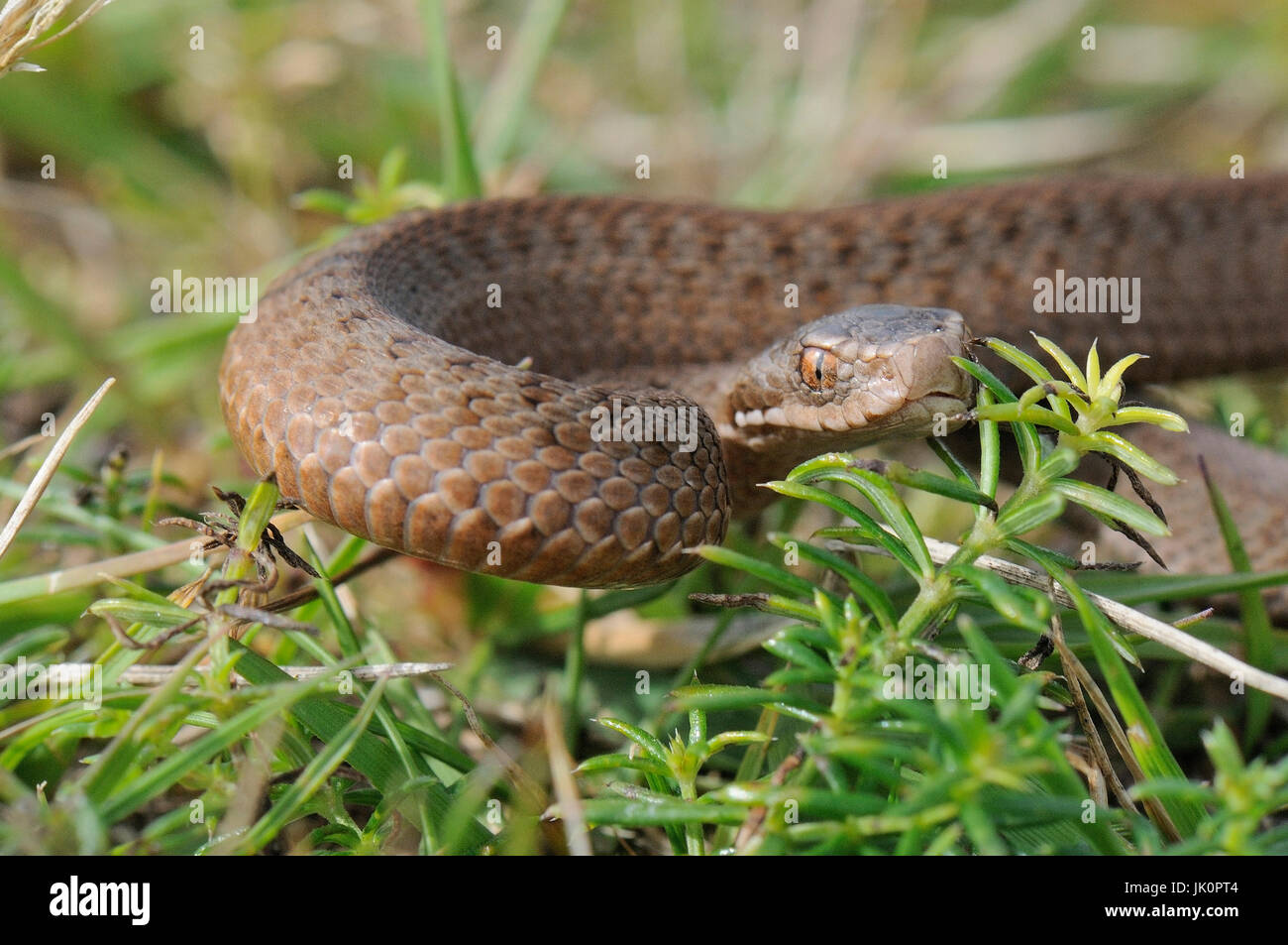 Common Viper Vipera Berus High Resolution Stock Photography and Images ...