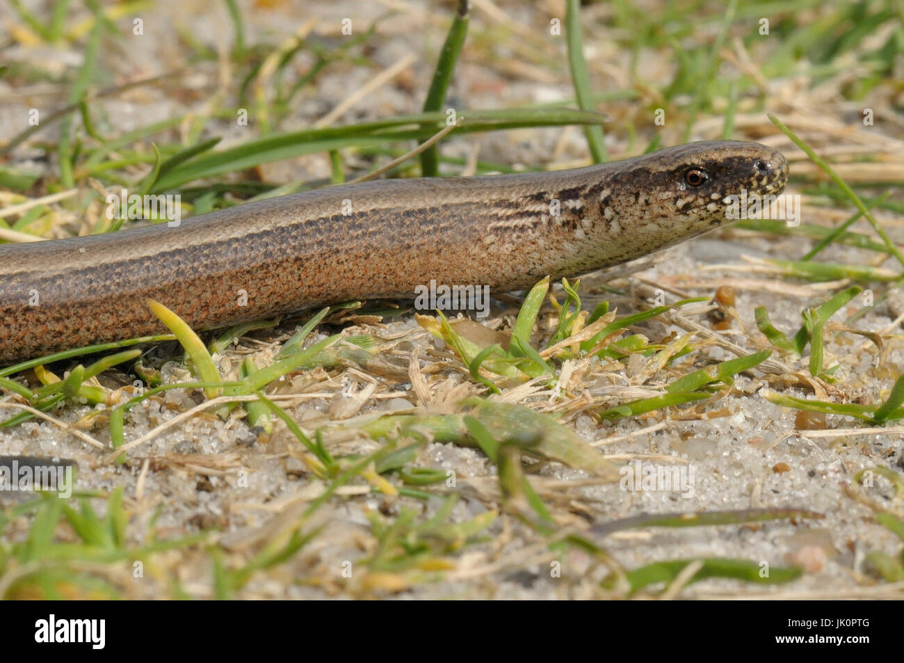 Blindworm Anguis fragilis, Blindschleiche Anguis fragilis Stock Photo ...