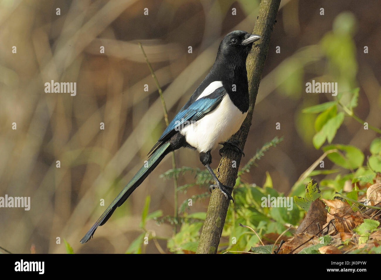 Magpie / Magpie, Elster / Magpie Stock Photo - Alamy