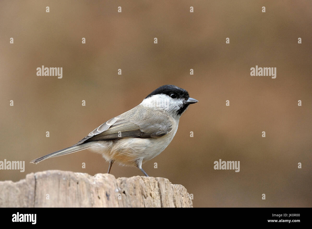 Marsh titmouse - nun's titmouse | Marsh Tit, Sumpfmeise - Nonnenmeise ...