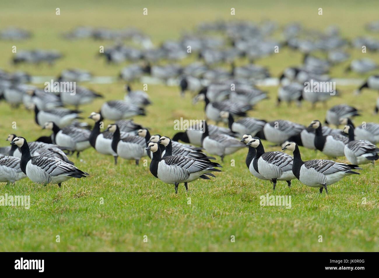 Gosse vogel hi-res stock photography and images - Alamy