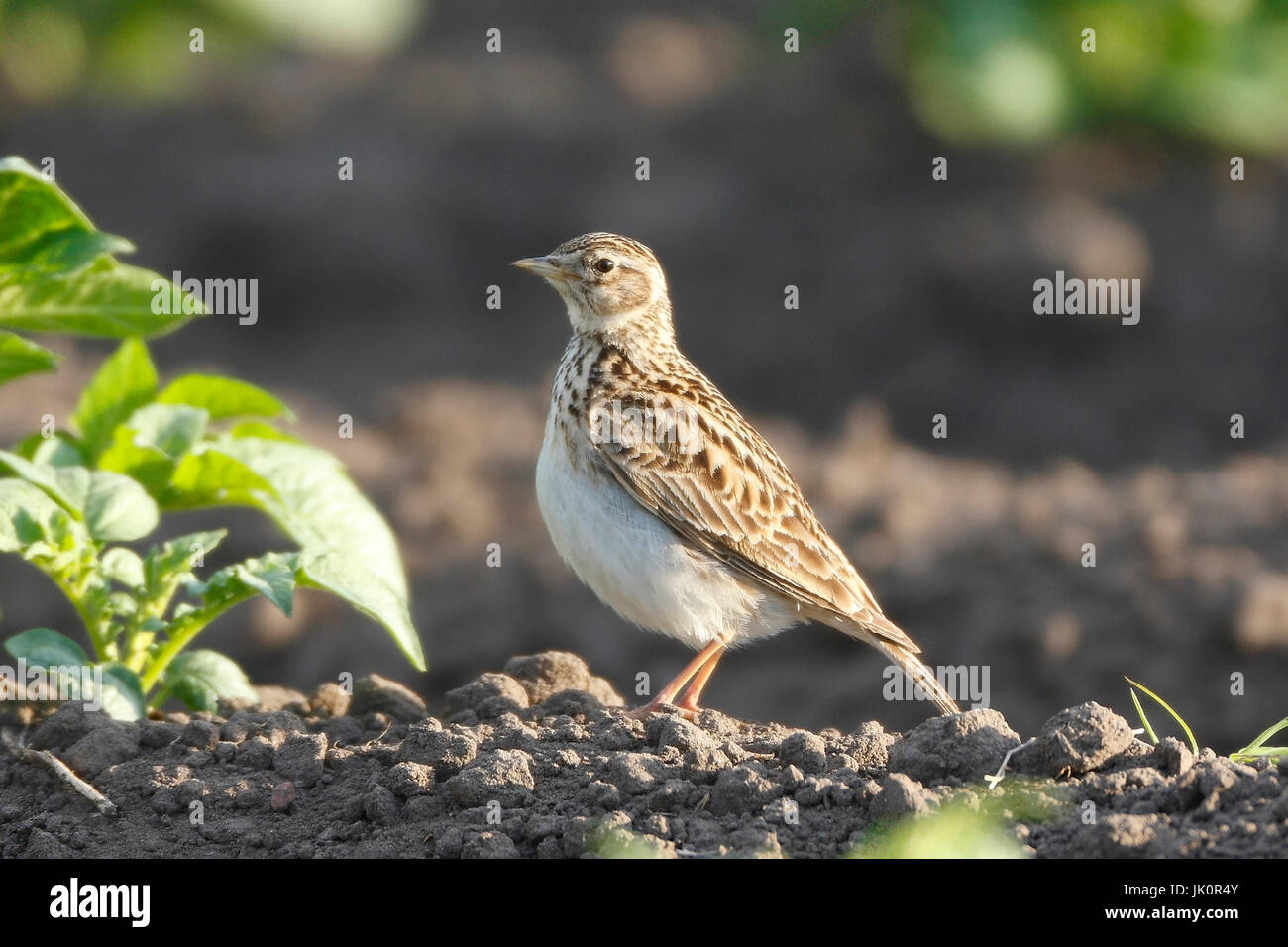Field lark Alauda arvensis in the potato field, Feldlerche Alauda ...