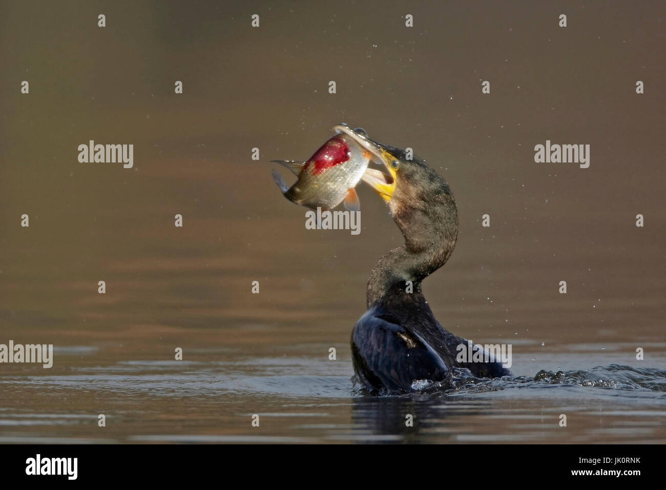 Cormorant with fish, Kormoran mit Fisch Stock Photo - Alamy